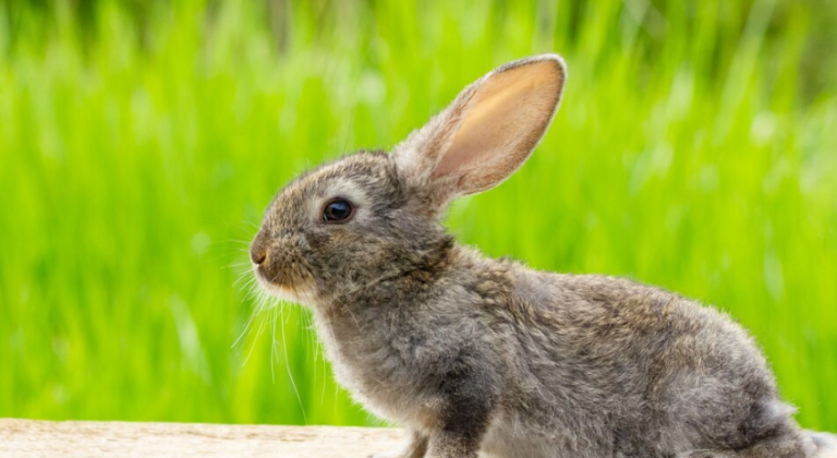 Best Spirit Animals for Virgo and Associated Spirit AnimalsDeluxe Astrology