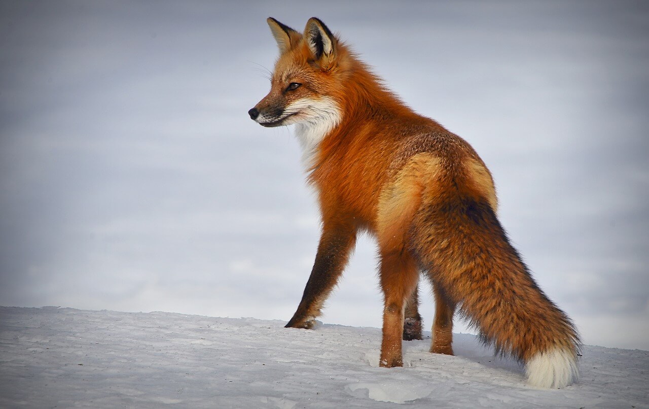 Find the Spiritual Meaning of the Fox Spirit AnimalDeluxe Astrology