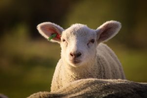 Year of the Sheep: Predictions, Personality CompatibilityDeluxe Astrology