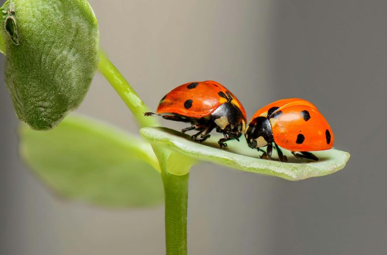 What Is the Spiritual Meaning of the Ladybug Spirit AnimalDeluxe Astrology