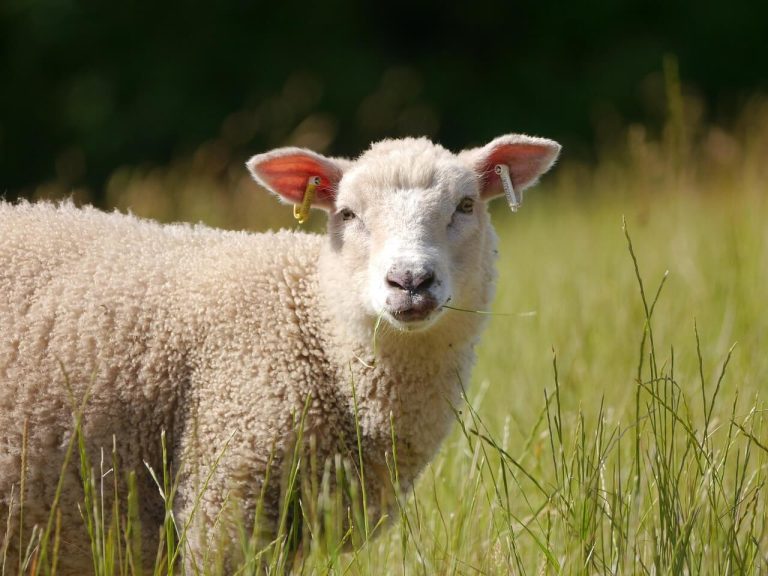 Year of the Sheep: Predictions, Personality Compatibility